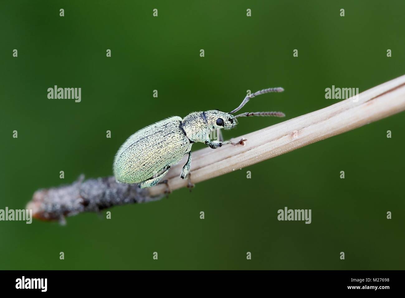 Green leaf weevil beetle Stock Photo - Alamy