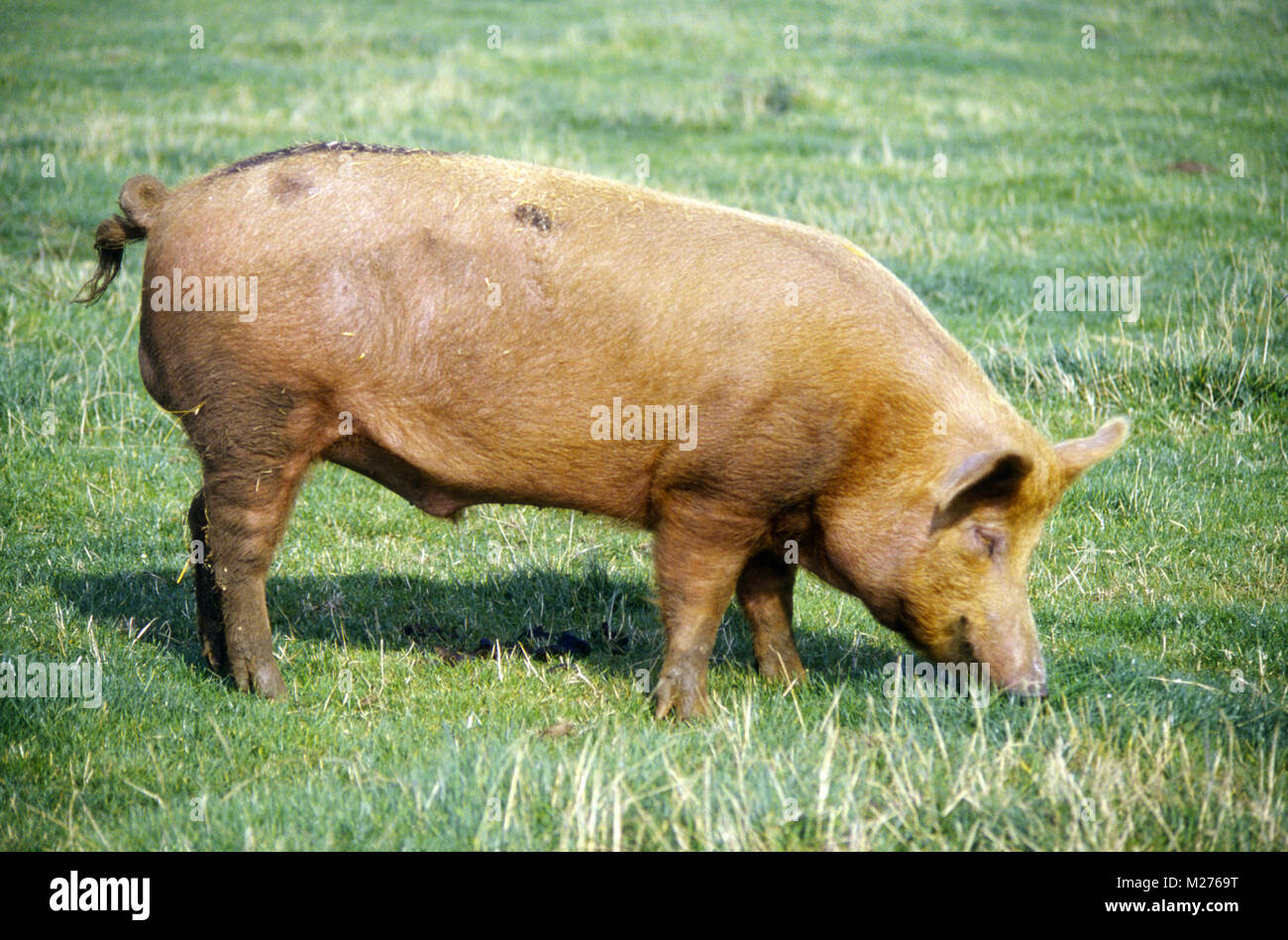 tamworth boar standing on grass at cotswold farm park Stock Photo - Alamy