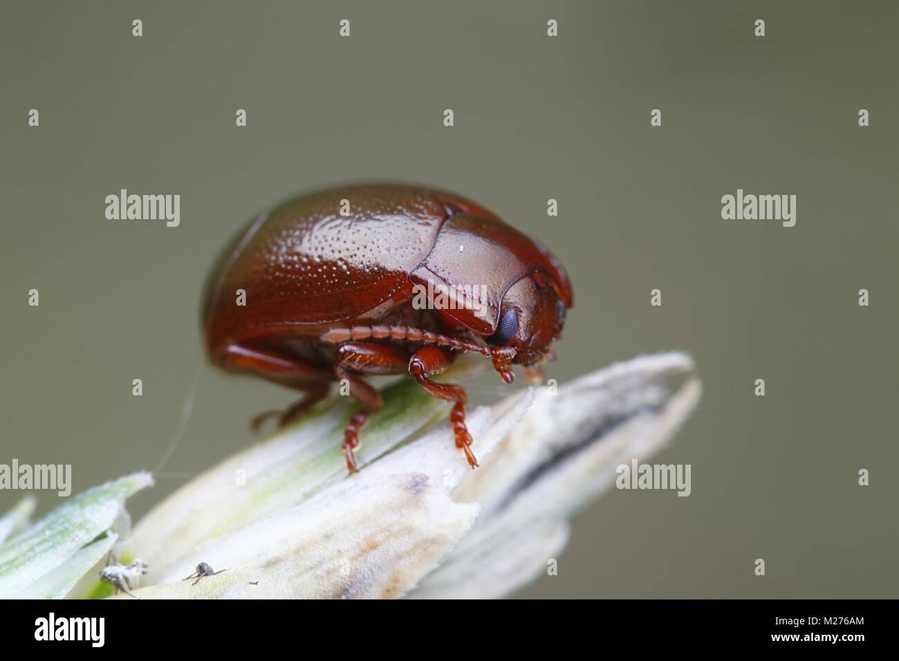 Brown mint leaf beetle, Chrysolina staphylaea Stock Photo - Alamy