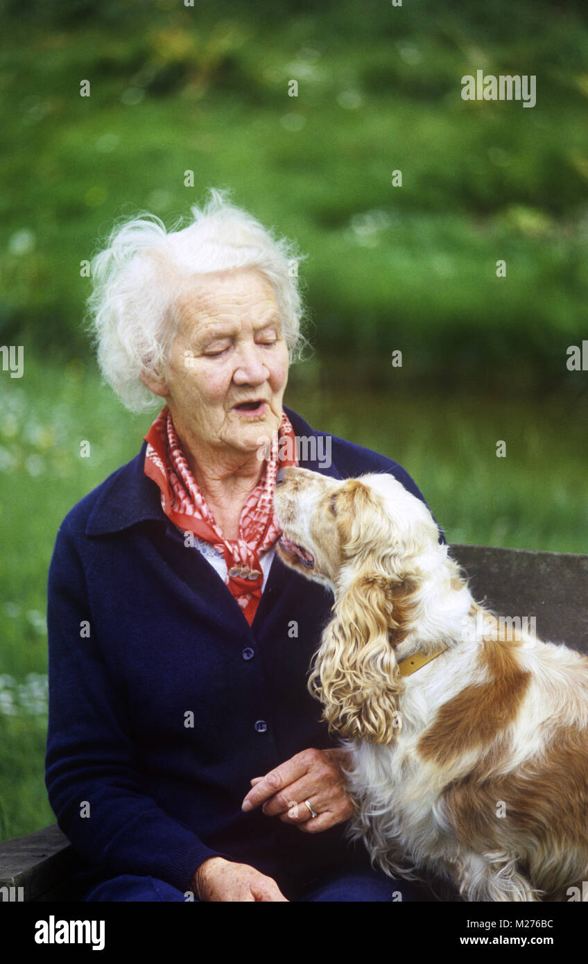 grey haired lady with her cocker spaniel Stock Photo - Alamy