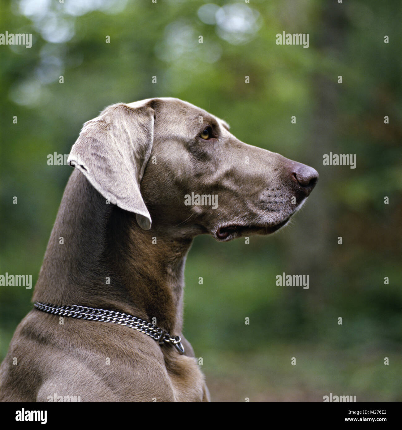 portrait of weimaraner side view Stock Photo - Alamy