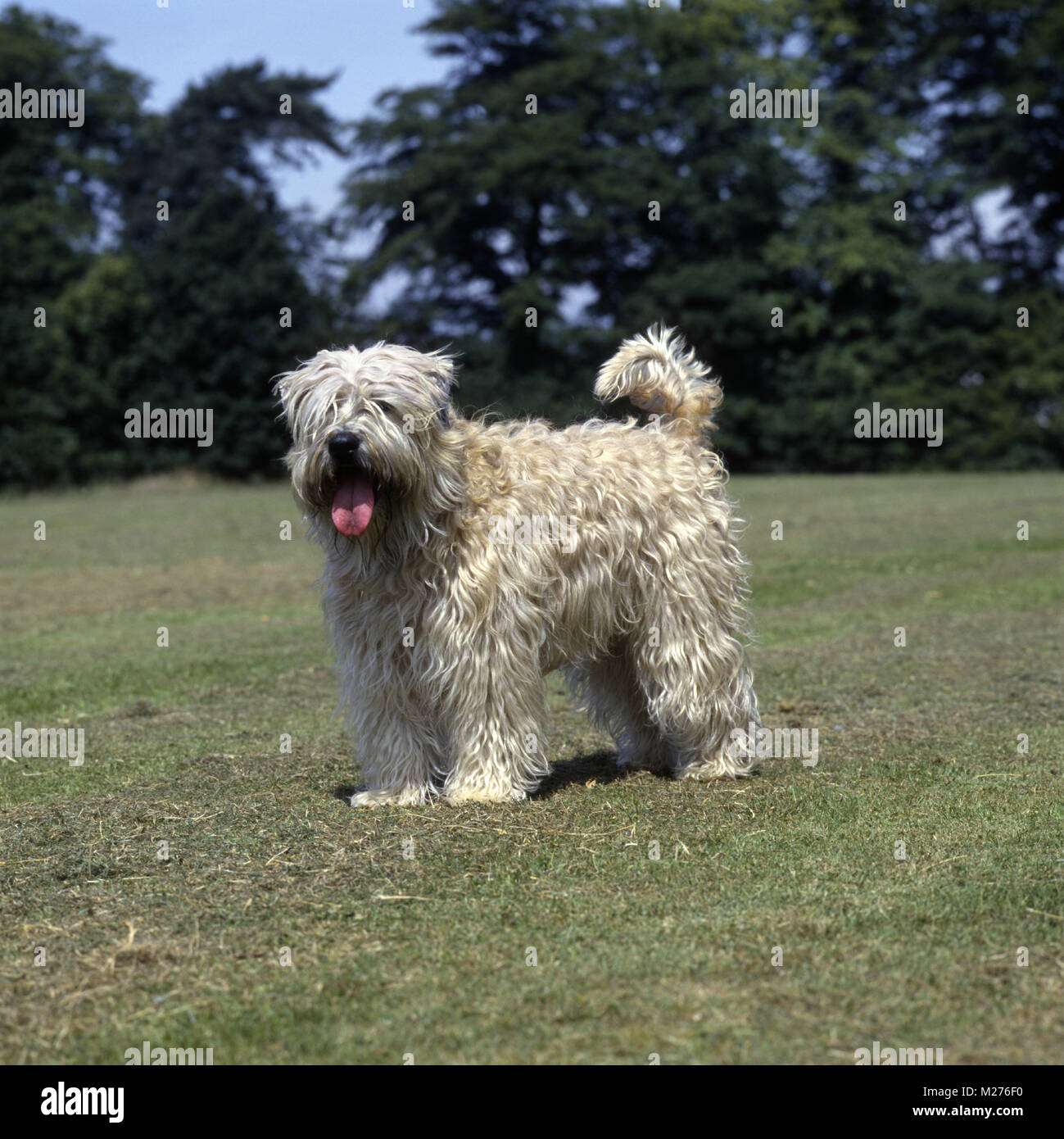 soft coated wheaten terrier, undocked standing on grass Stock Photo - Alamy