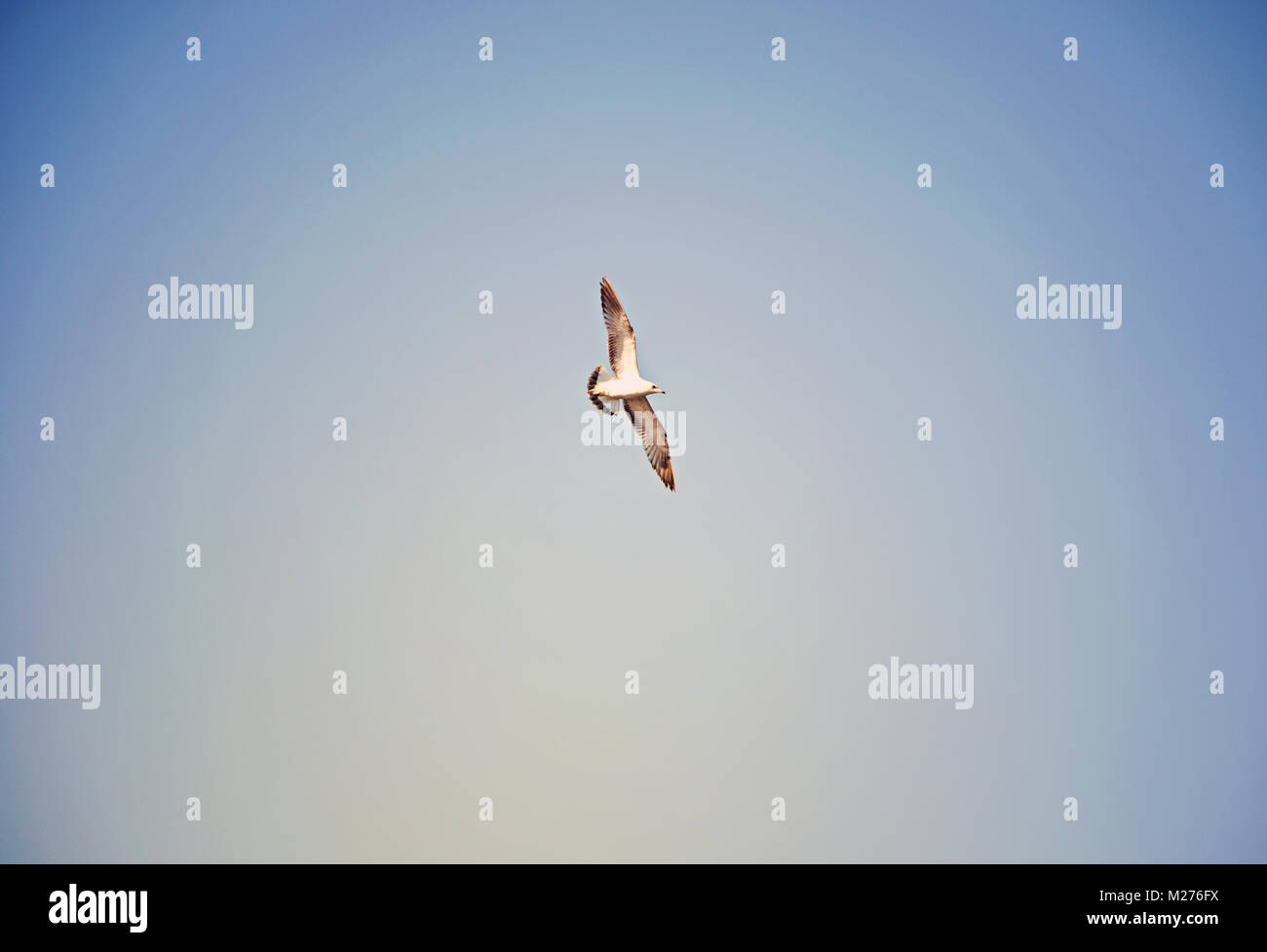 Flying seagull on sky Stock Photo - Alamy