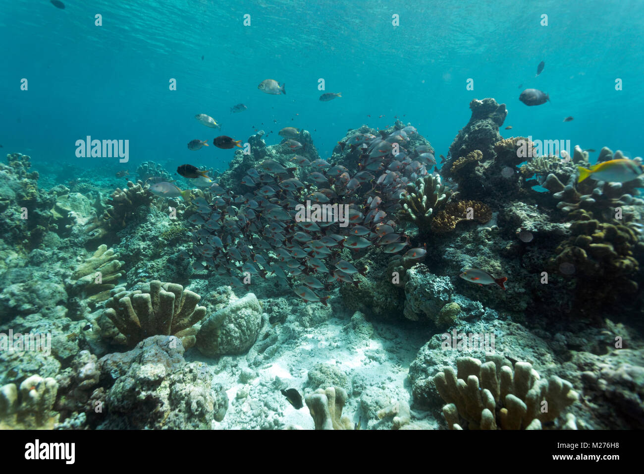 Sipadan coral reef with corals and fish, Borneo Stock Photo - Alamy