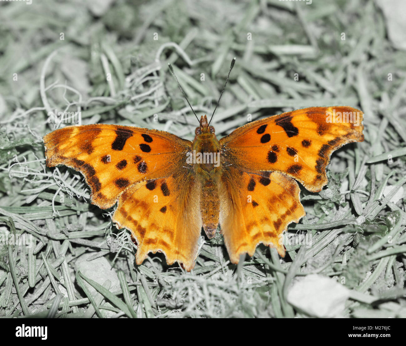 Satyrus hi-res stock photography and images - Alamy