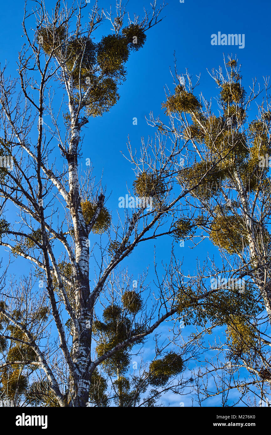 Mistletoe on birch in winter on sky background Stock Photo - Alamy