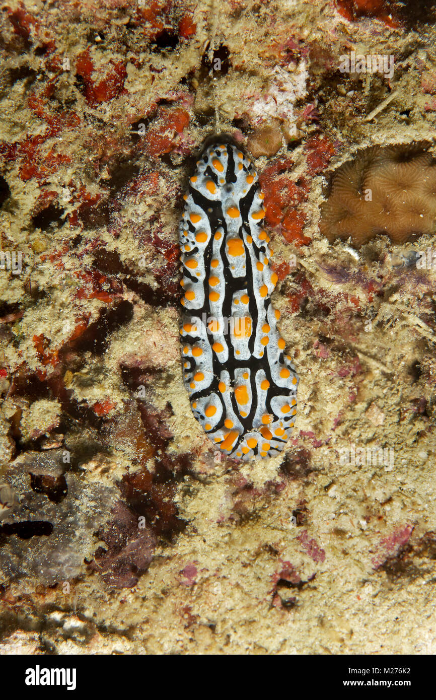 Sea snail hi-res stock photography and images - Alamy