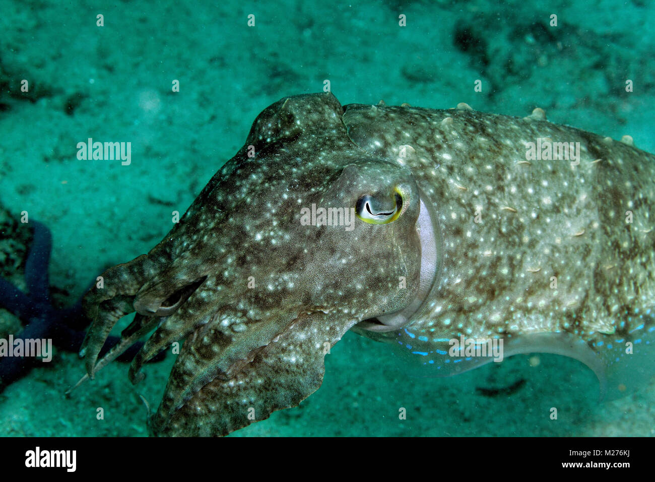 Cuttlefish from Sipadan coral reef, Borneo, Malaysia Stock Photo - Alamy