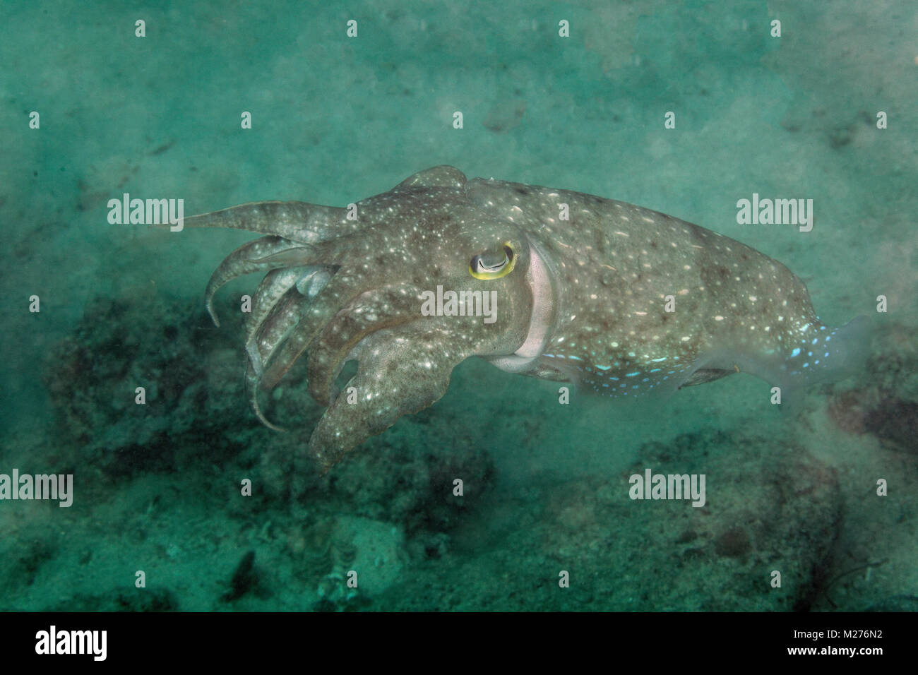 Cuttlefish from Sipadan coral reef, Borneo, Malaysia Stock Photo - Alamy