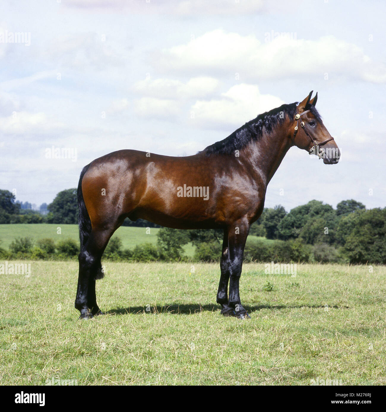 Cleveland bay horse hi-res stock photography and images - Alamy