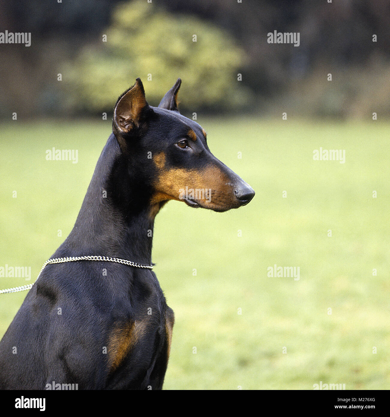 dobermann with cropped ears, portrait Stock Photo - Alamy