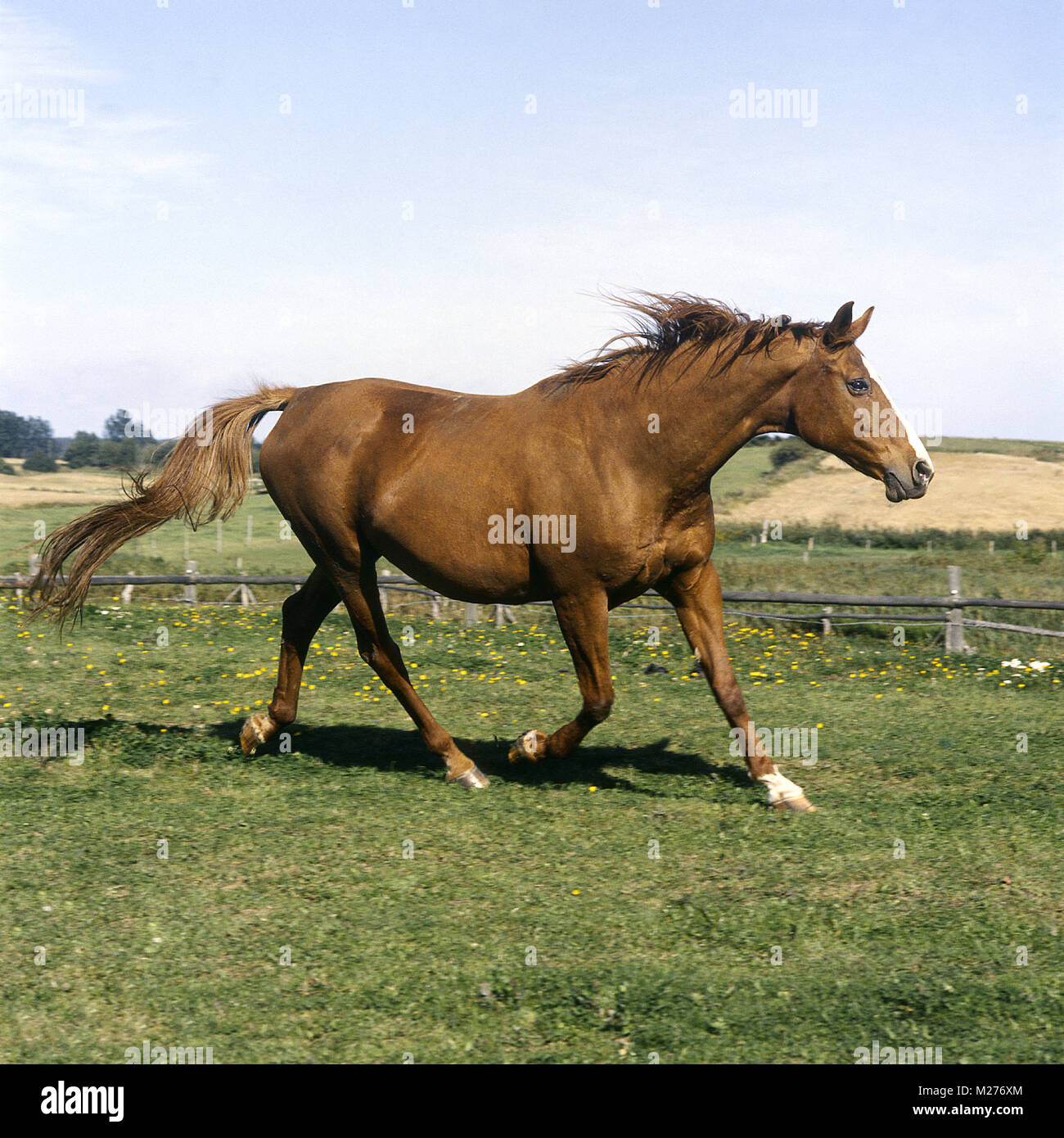 chestnut horse trotting out in field Stock Photo - Alamy