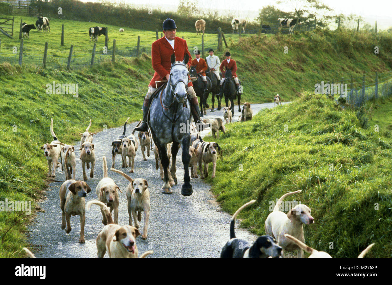 exmoor foxhounds with huntsman and riders on country road Stock Photo ...