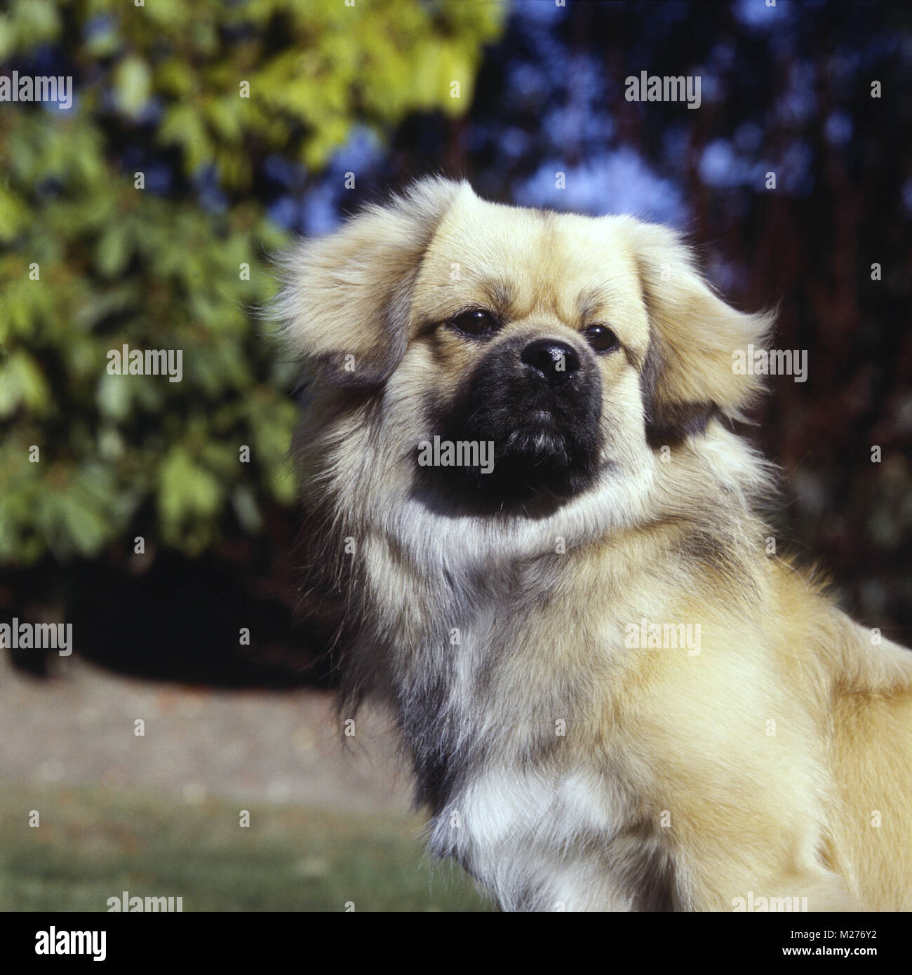 tibetan spaniel portrait, background blurred Stock Photo - Alamy
