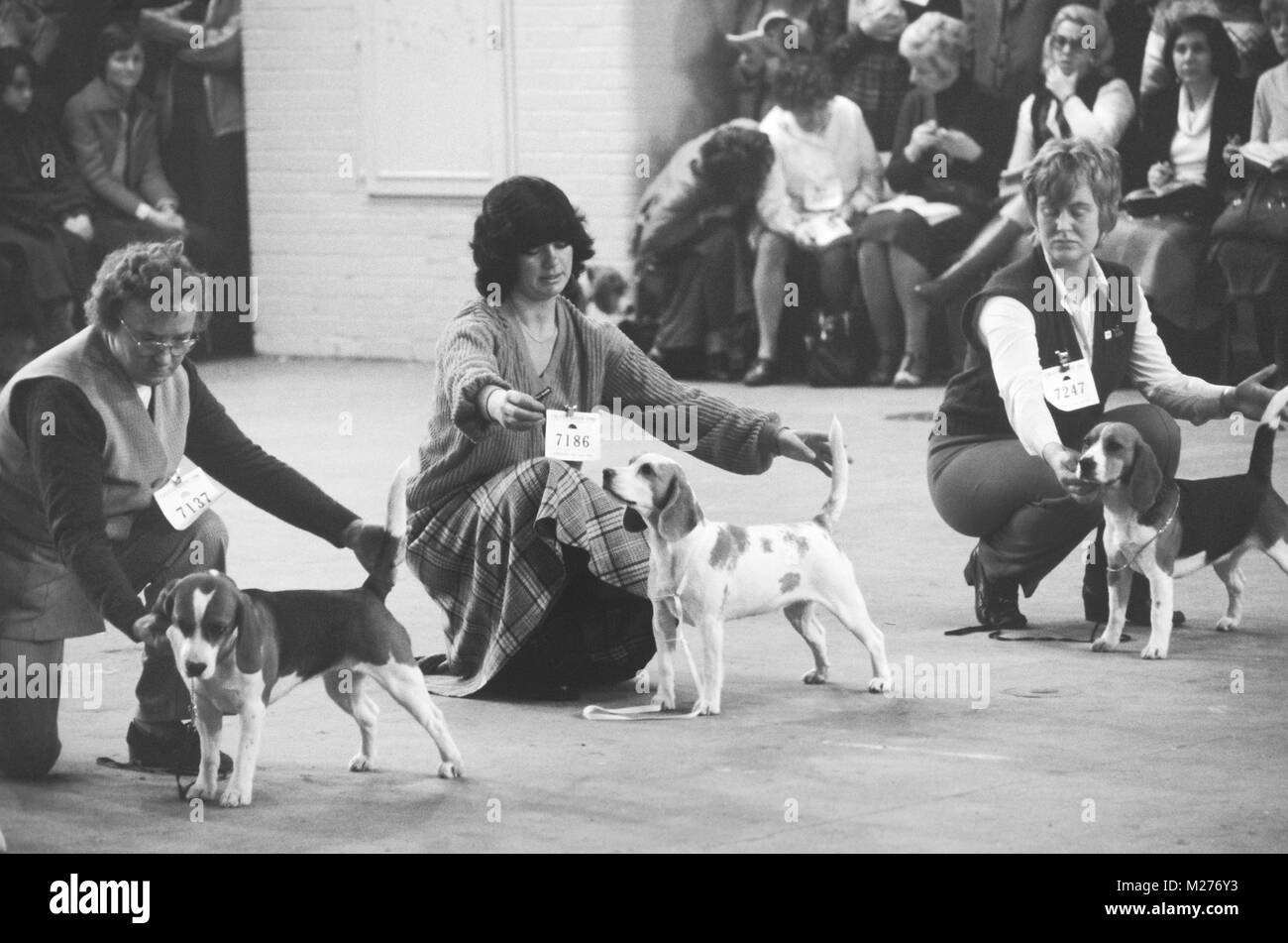 Competing dog show Black and White Stock Photos & Images - Alamy