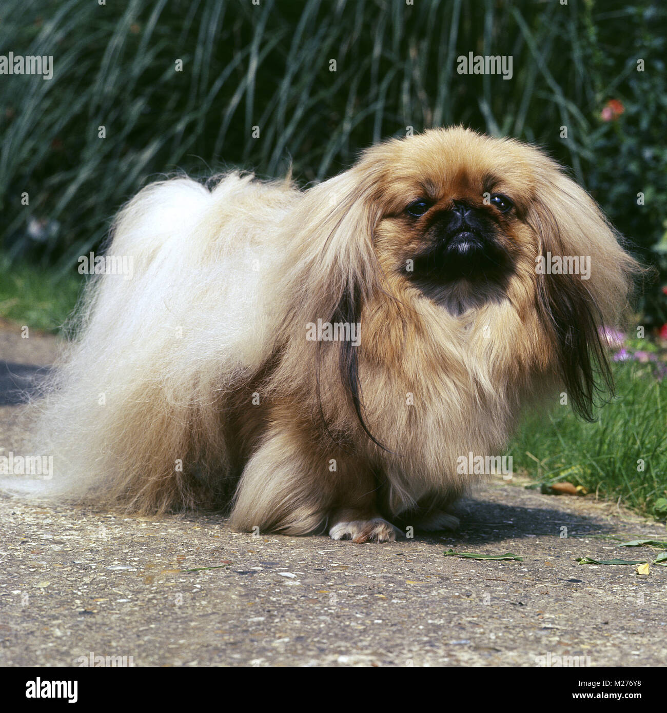 pekingese looking at camera Stock Photo - Alamy
