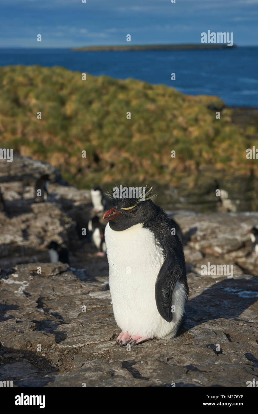 Rockhopper Penguins (Eudyptes chrysocome) on the cliffs of Bleaker ...