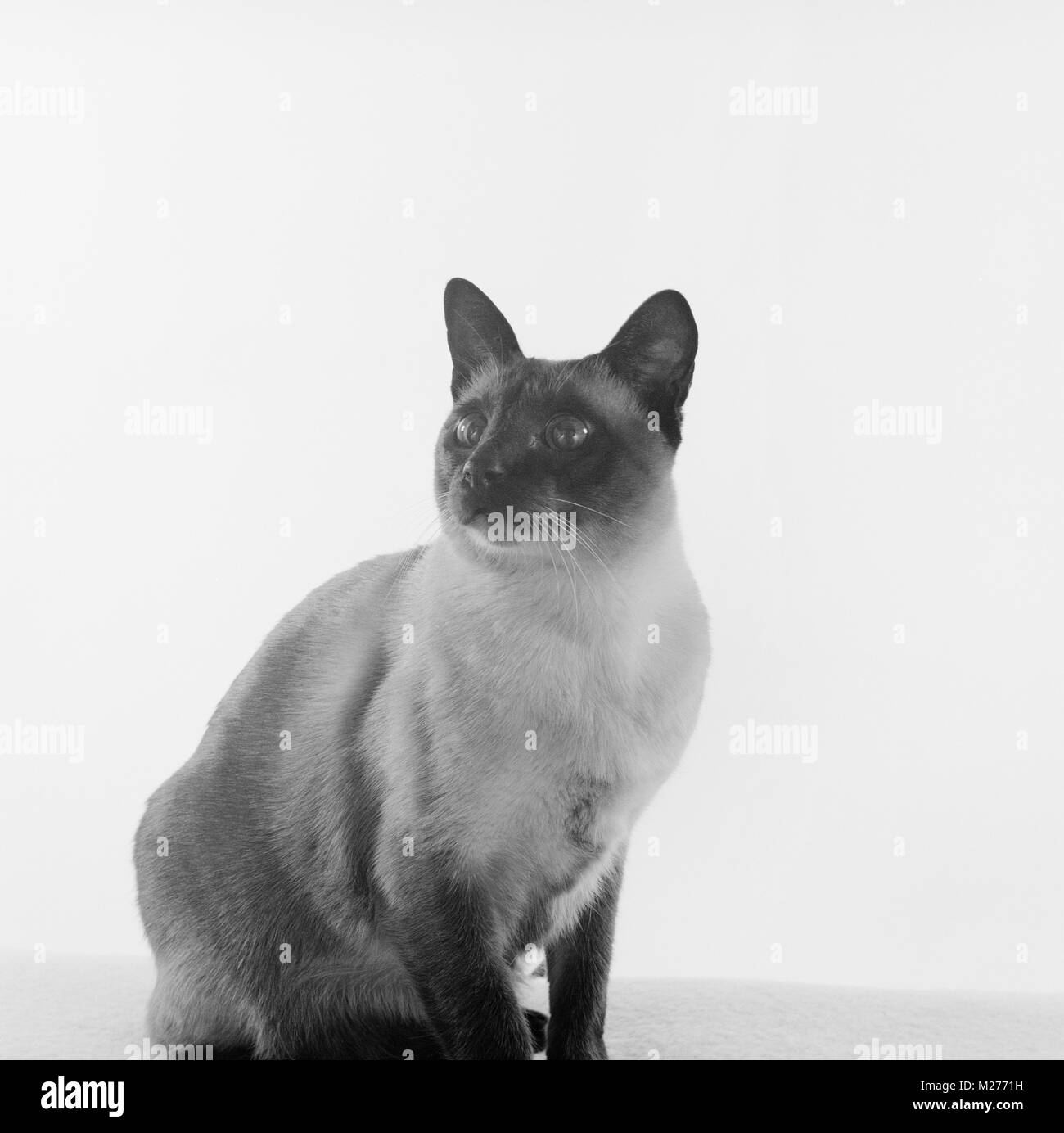Classic siamese cat hi-res stock photography and images - Alamy