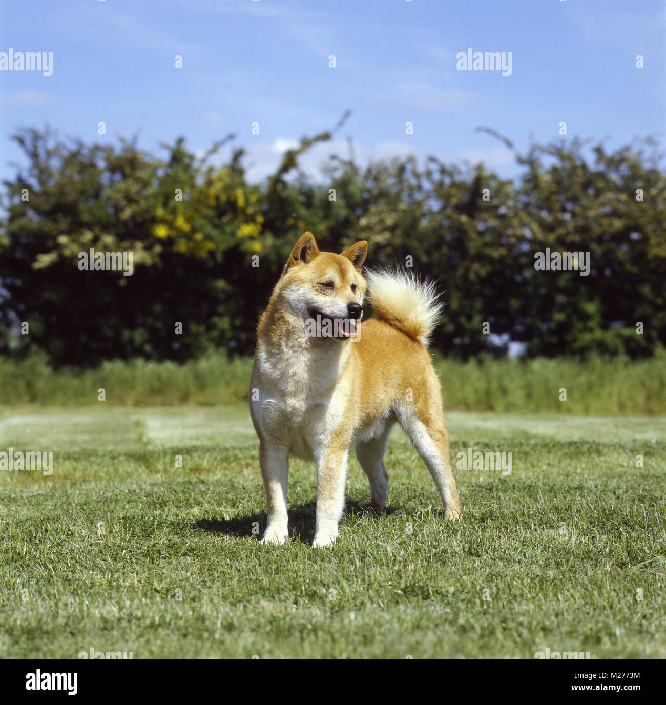 shiba inu side view Stock Photo - Alamy