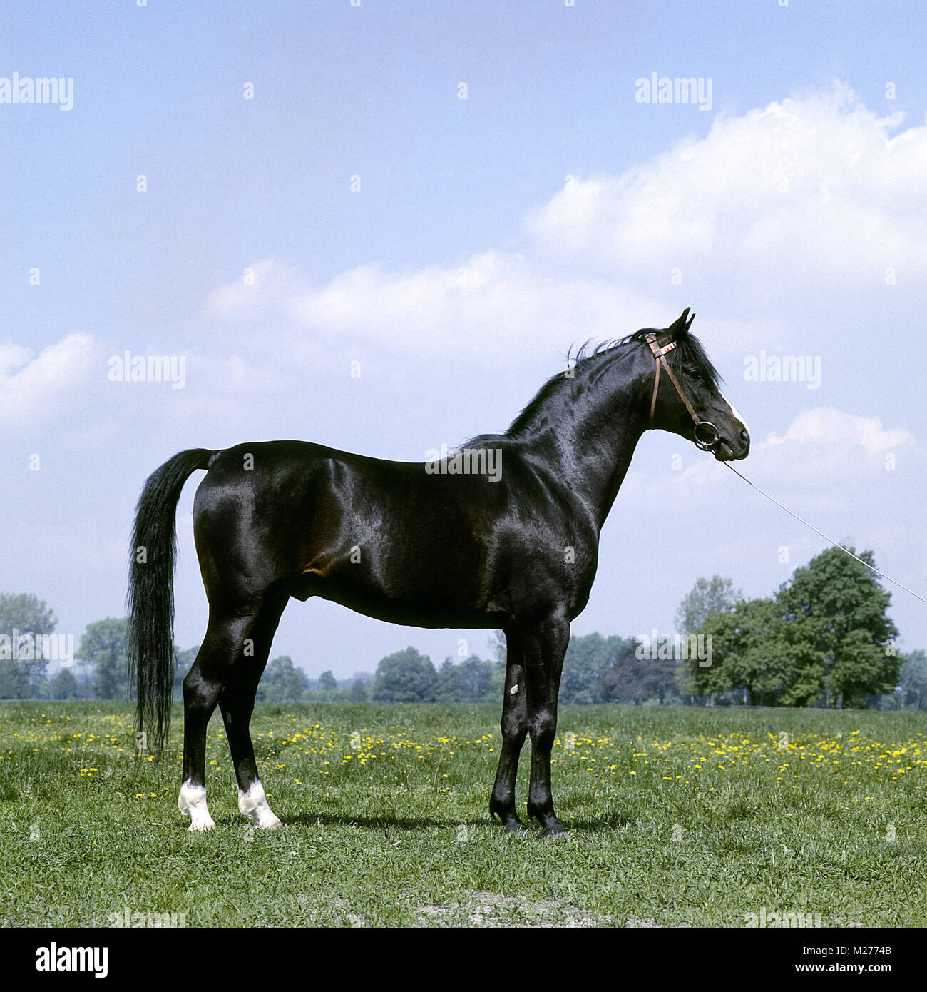 Polish Arab stallion at janow podlaski stud Stock Photo - Alamy