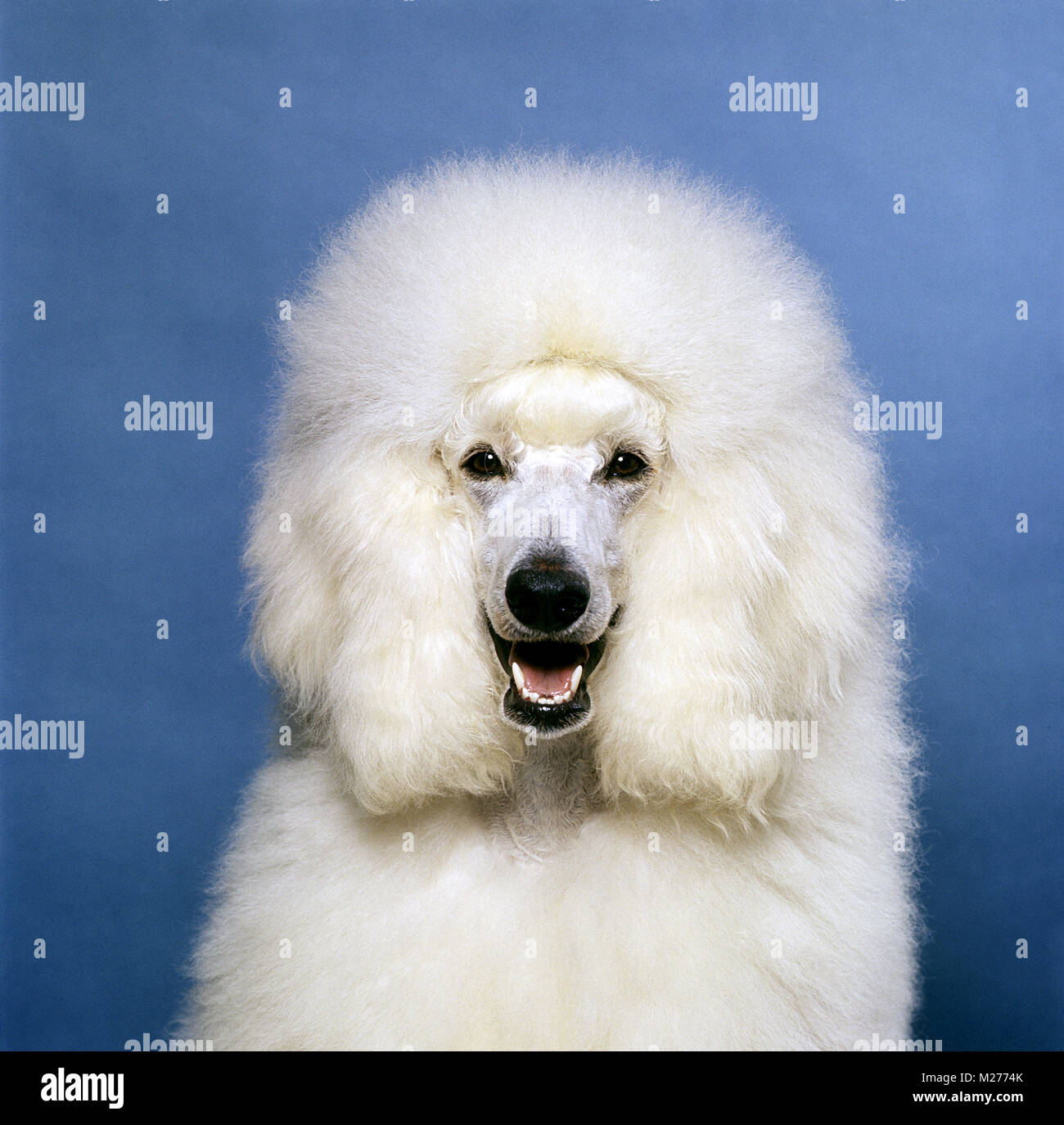 happy standard poodle head shot Stock Photo - Alamy