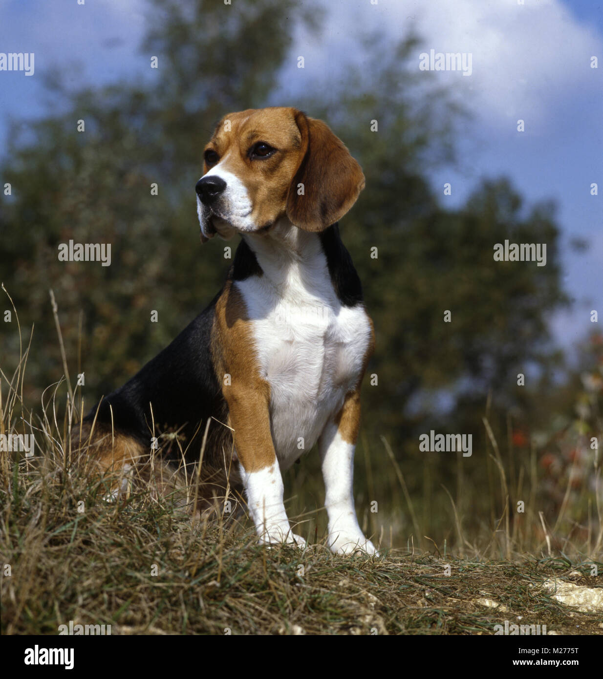 beagle looking very confident Stock Photo - Alamy
