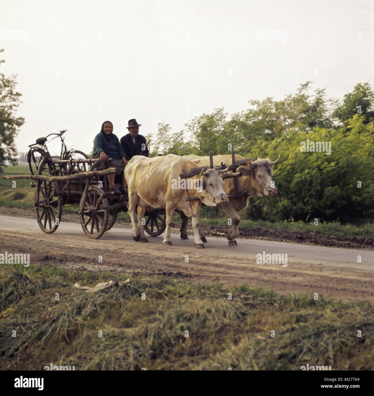 cattle pulling people in cart Stock Photo - Alamy