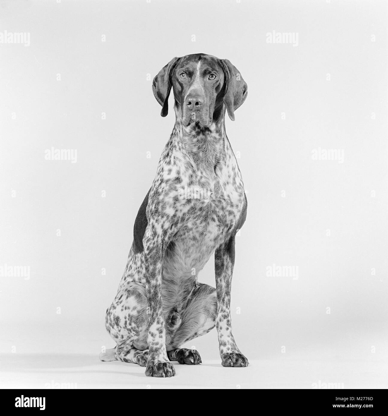 German shorthaired pointer Black and White Stock Photos & Images - Alamy