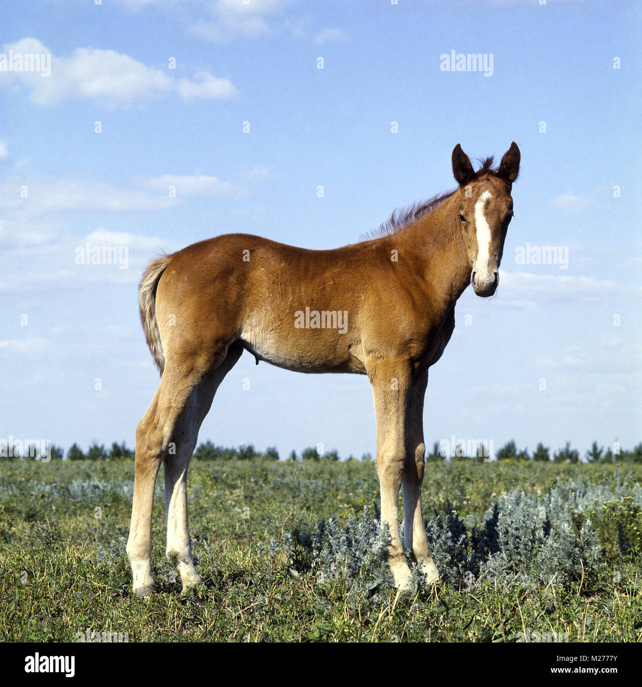 Budyonny foal full body Stock Photo - Alamy