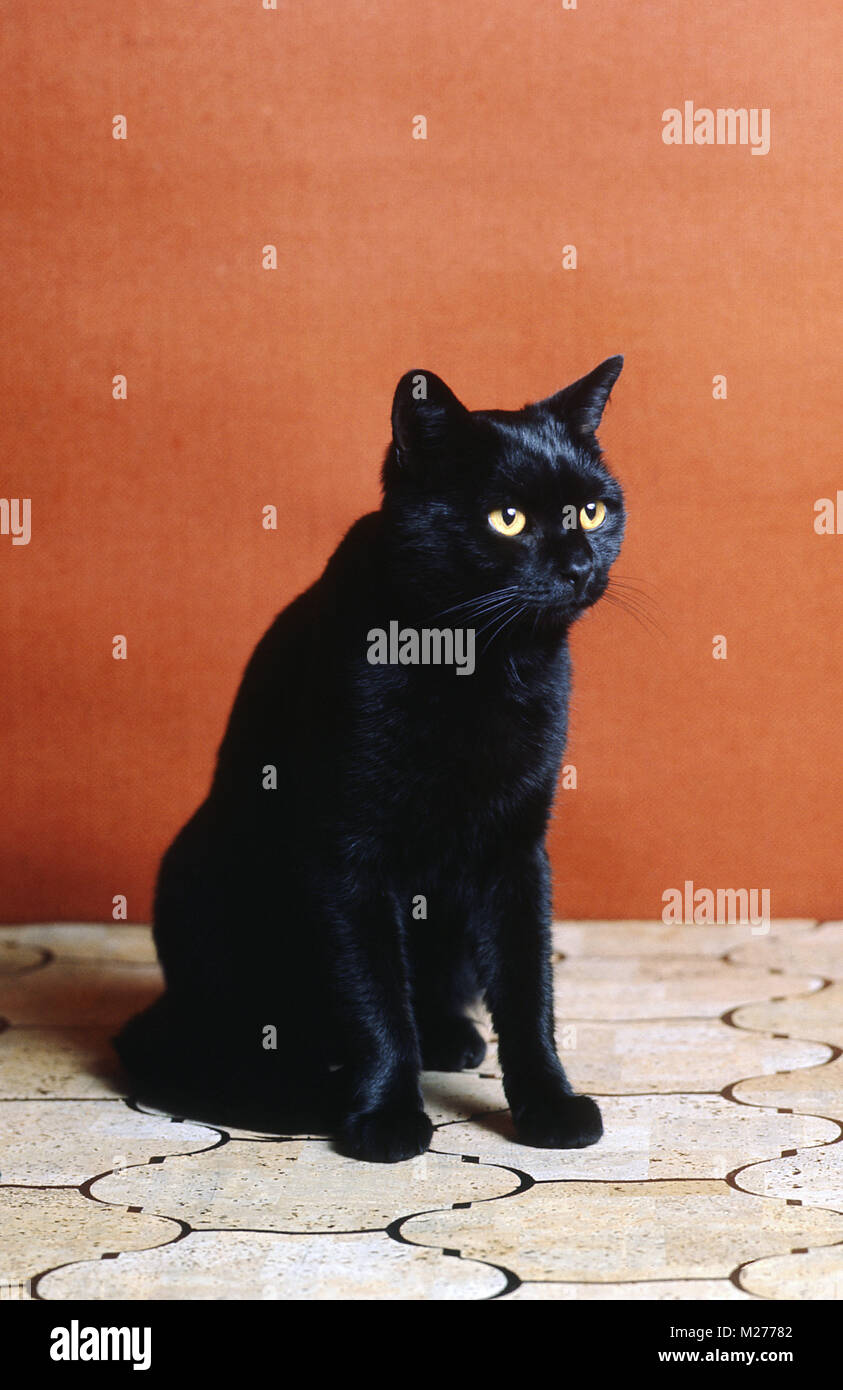 champion short hair black cat Stock Photo - Alamy