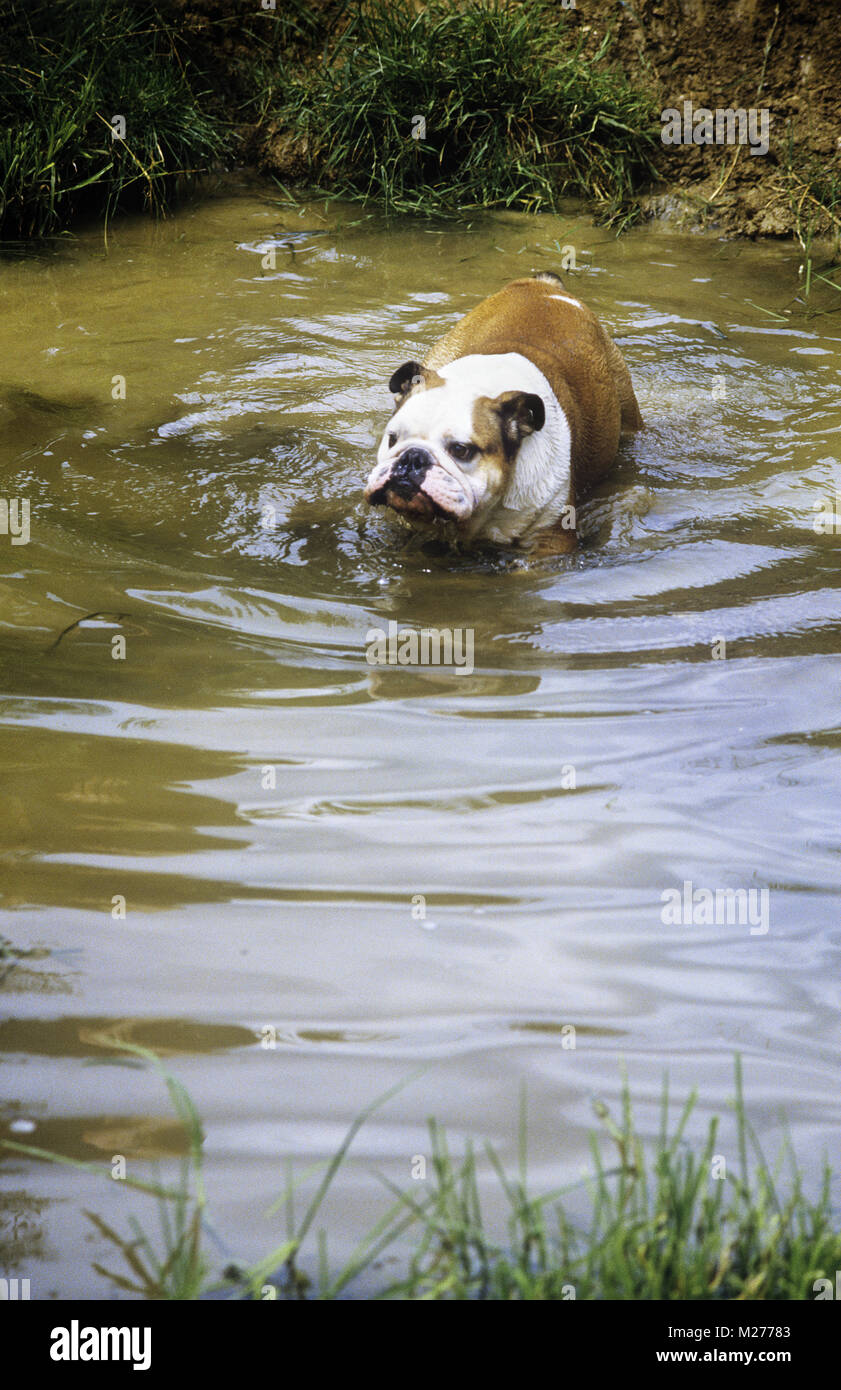 bulldog crossing water Stock Photo - Alamy