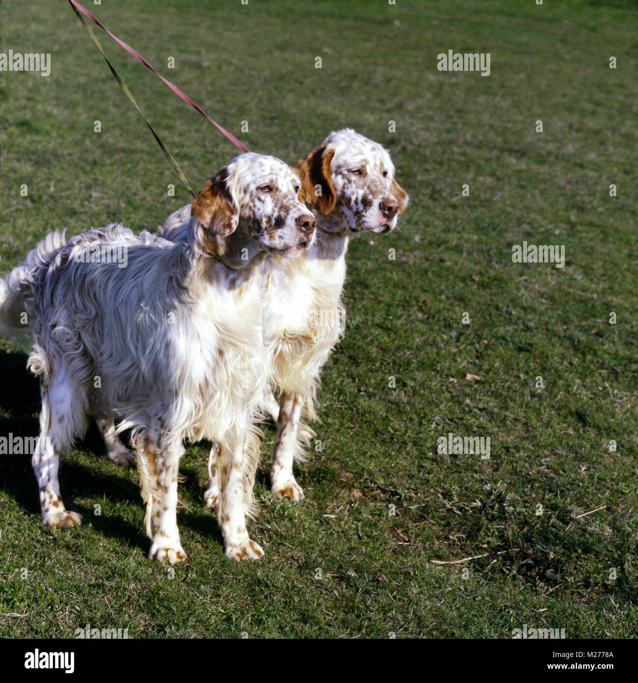 English setter orange hi-res stock photography and images - Alamy
