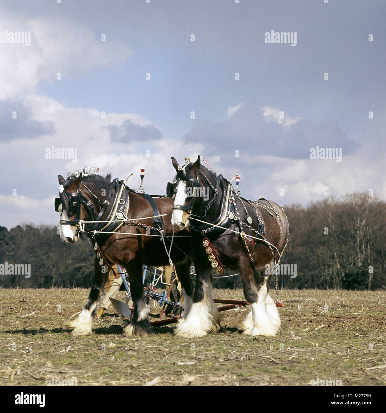 shire horses at spring working Stock Photo - Alamy
