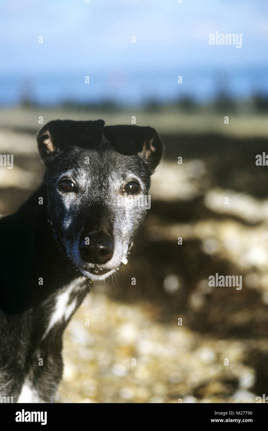 old, rescued, retired racing greyhound with unusual ears Stock Photo ...