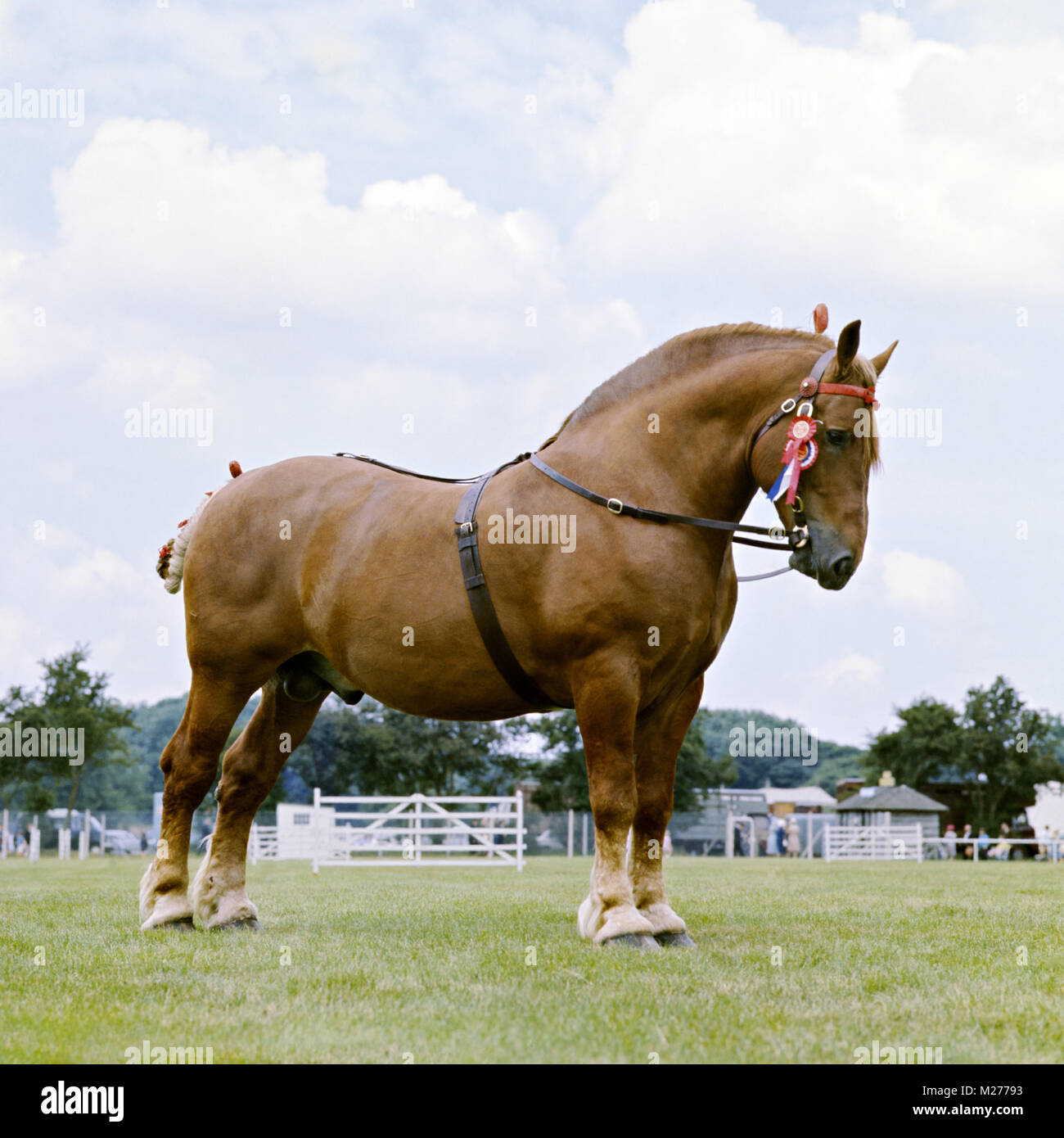 suffolk punch stallion at show Stock Photo - Alamy