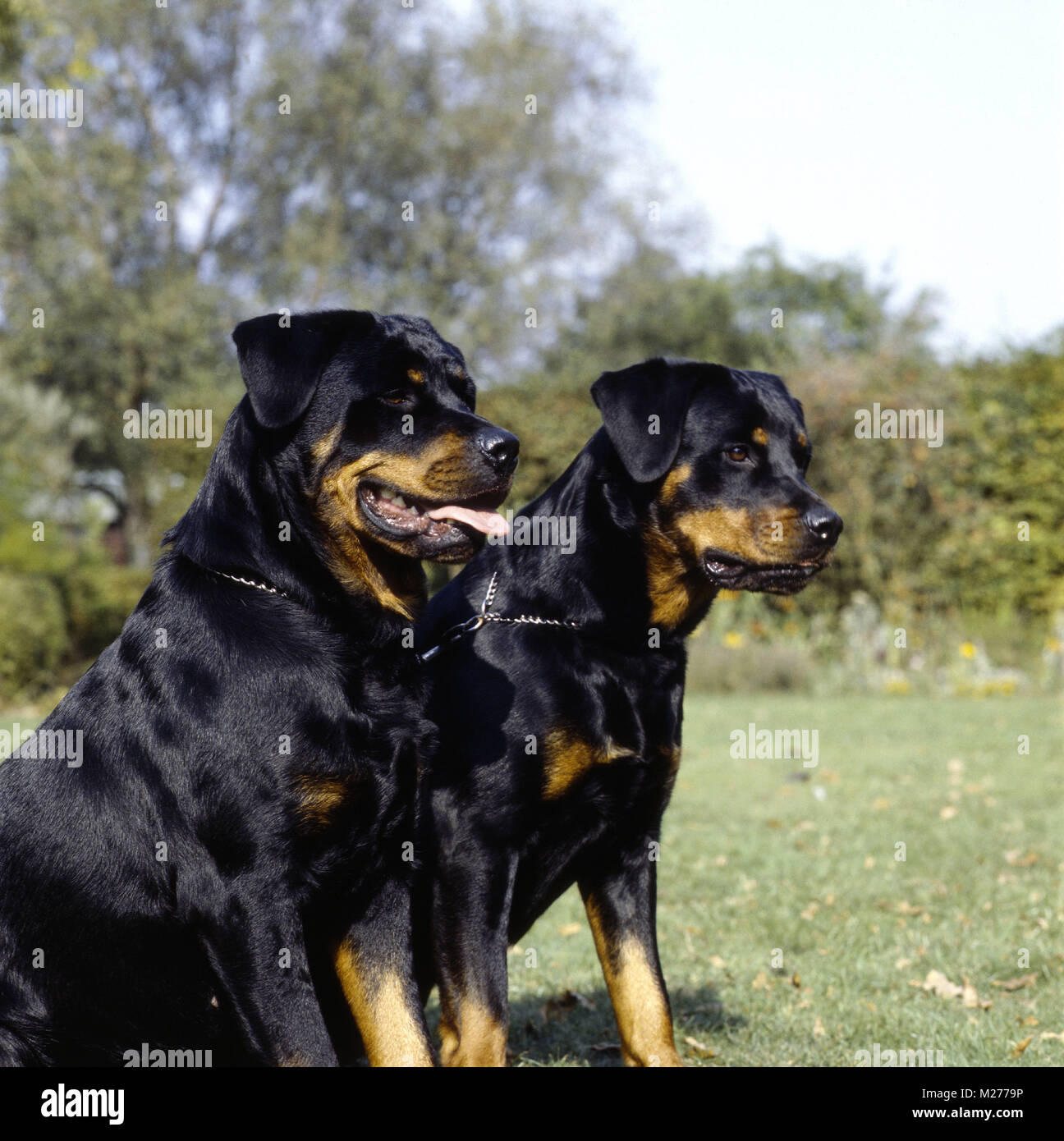 two alert rottweilers Stock Photo - Alamy