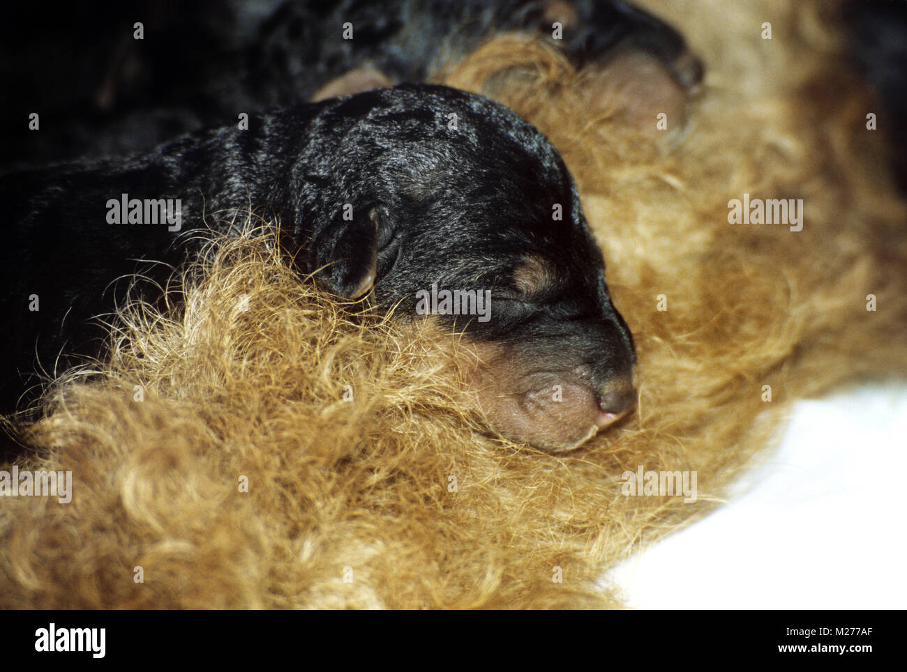 new born airedale puppy Stock Photo - Alamy