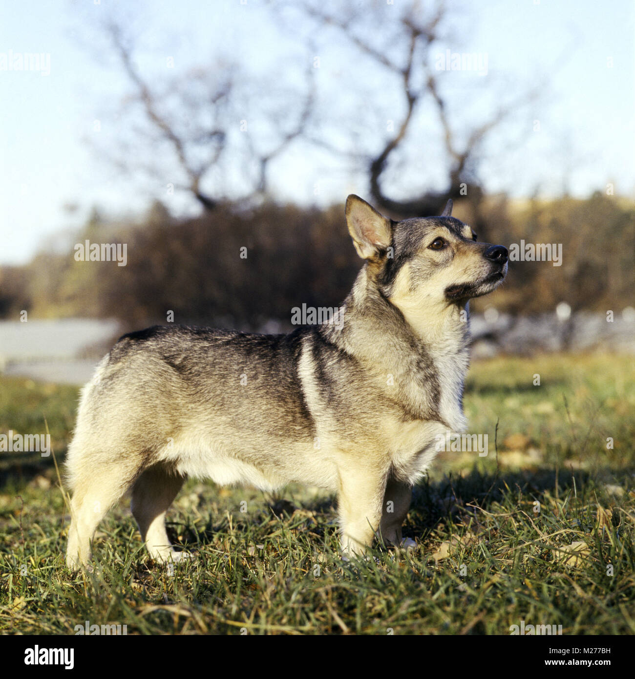 swedish vallhund in sweden, side view Stock Photo - Alamy