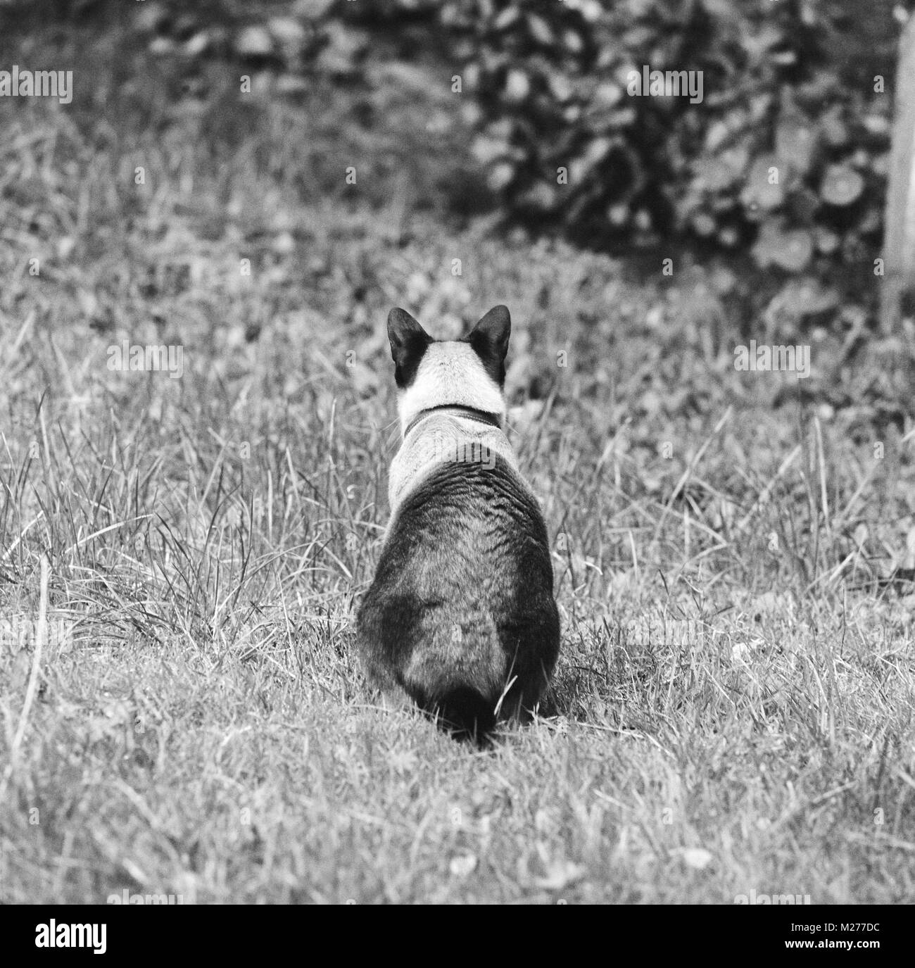 Back quarter view Black and White Stock Photos & Images - Alamy