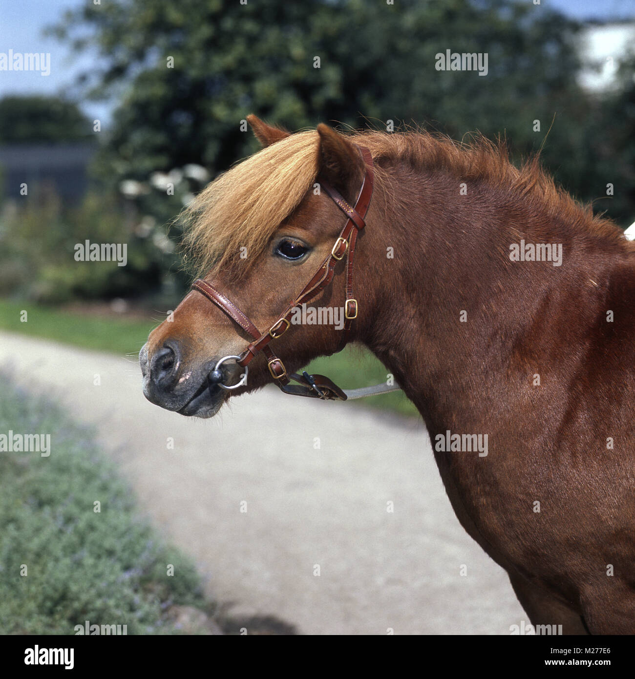 Chestnut shetland pony hi-res stock photography and images - Alamy