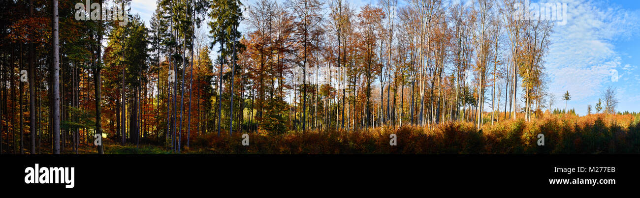 Autumn forest, panorama Stock Photo - Alamy