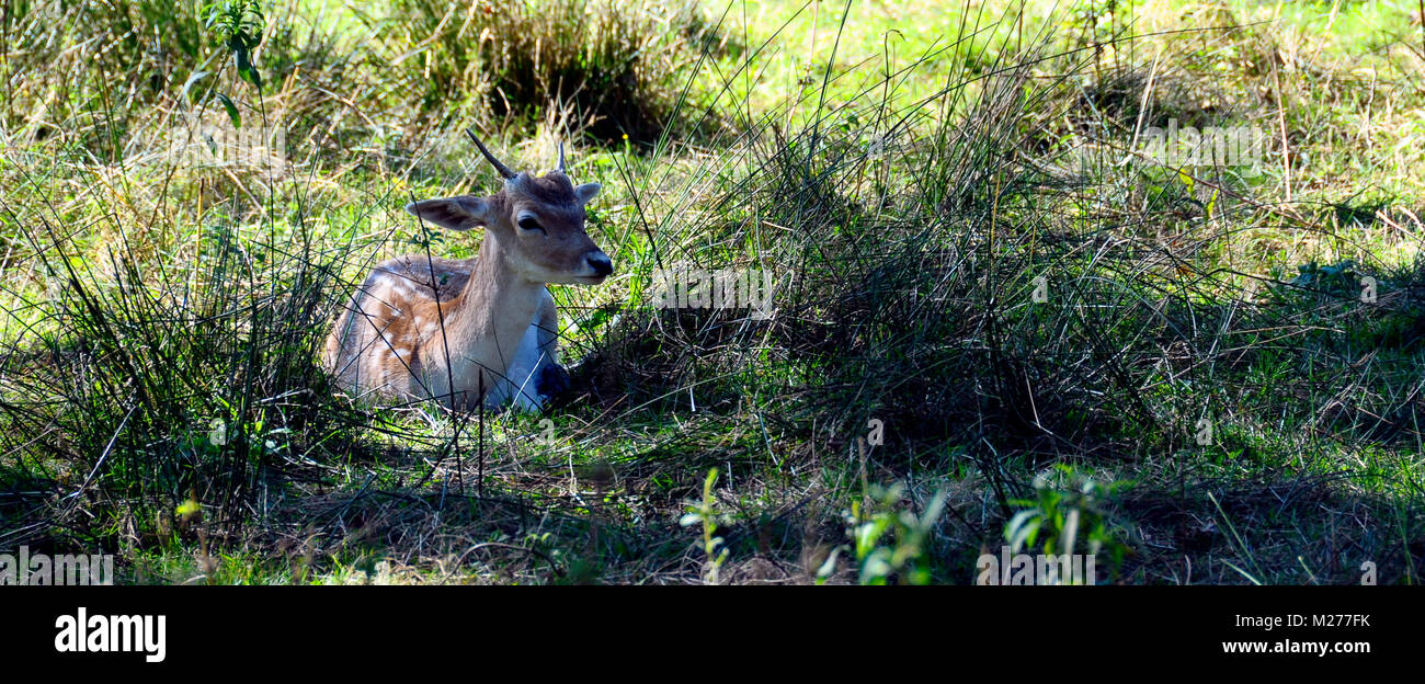 Fawn lying in the hi-res stock photography and images - Alamy
