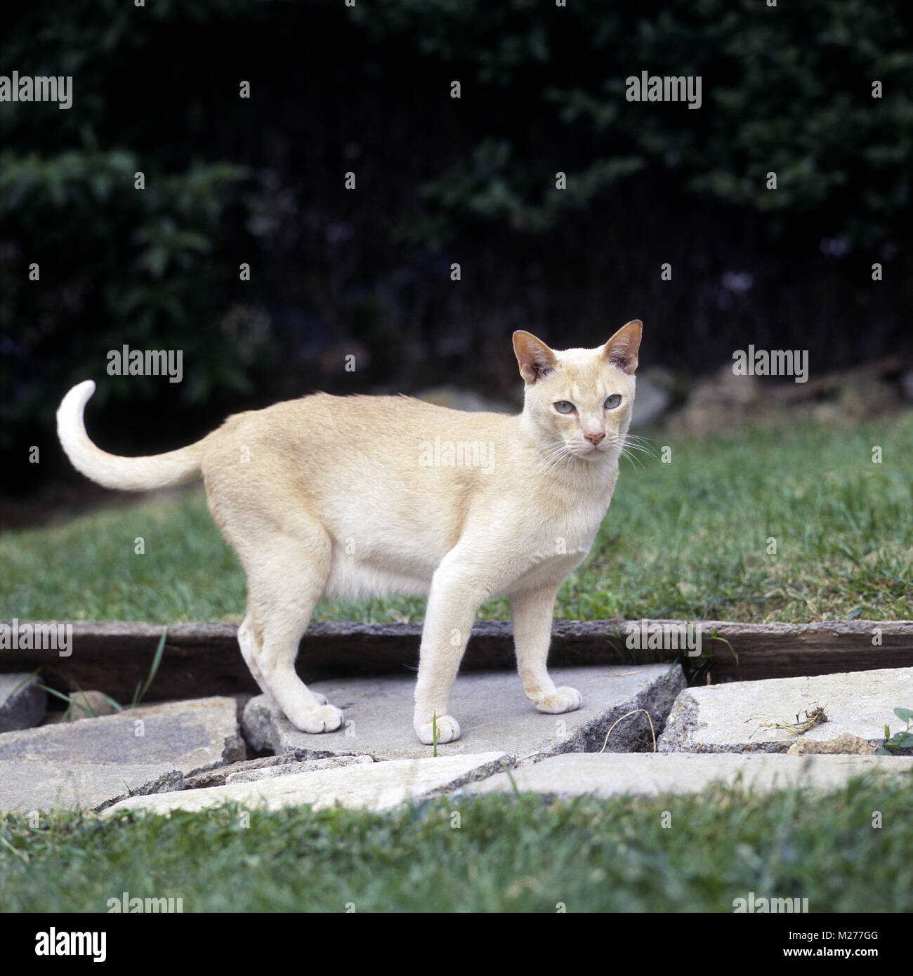Burmese red cat hi-res stock photography and images - Alamy