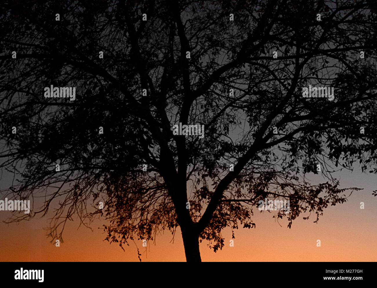 Tree outline hi-res stock photography and images - Alamy