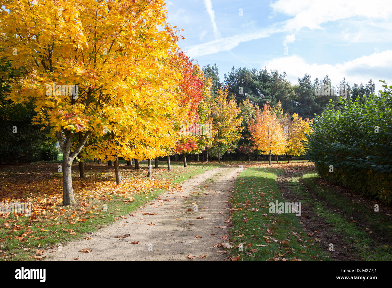 Path through autumnal trees Stock Photo - Alamy