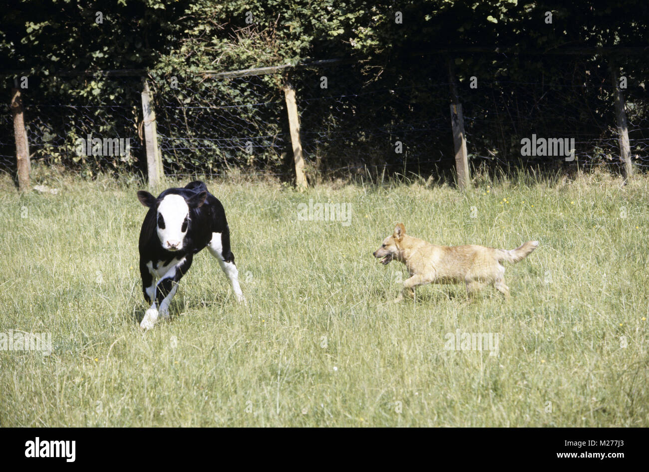 australian cattle dog working a calf Stock Photo - Alamy