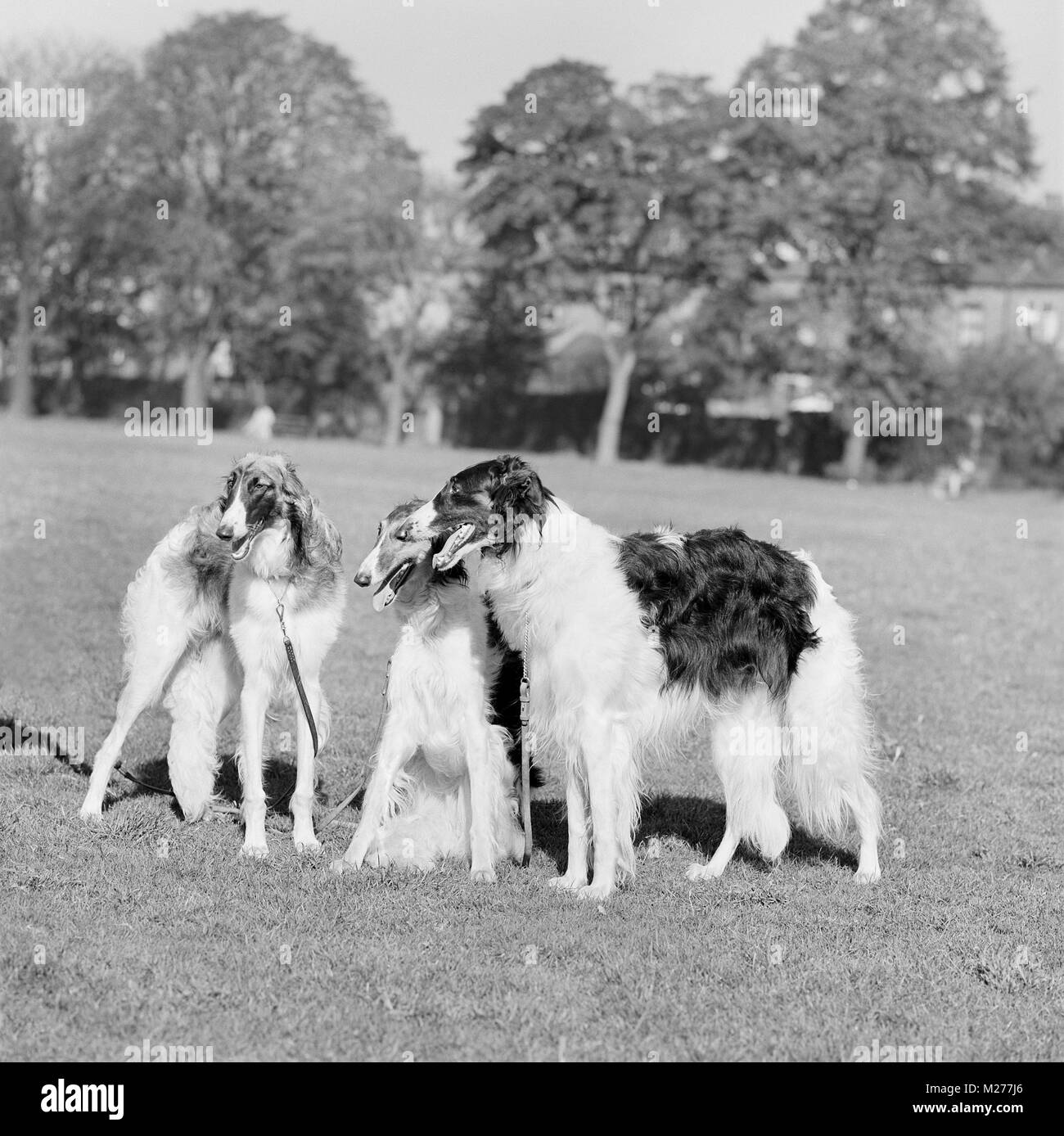 three borzois from springett kennels Stock Photo - Alamy