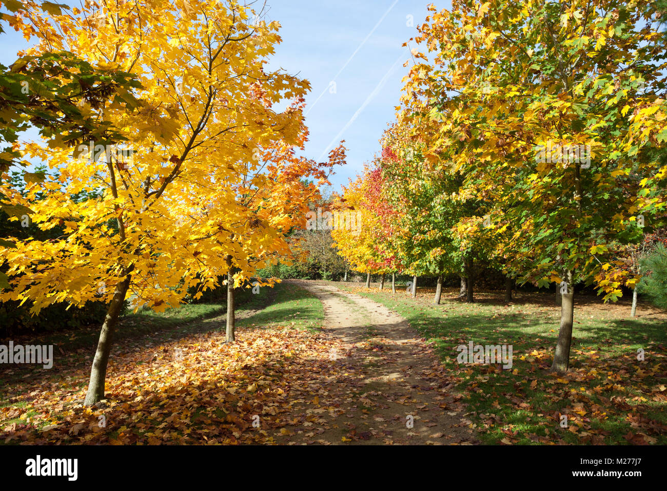 Path through autumnal trees Stock Photo - Alamy