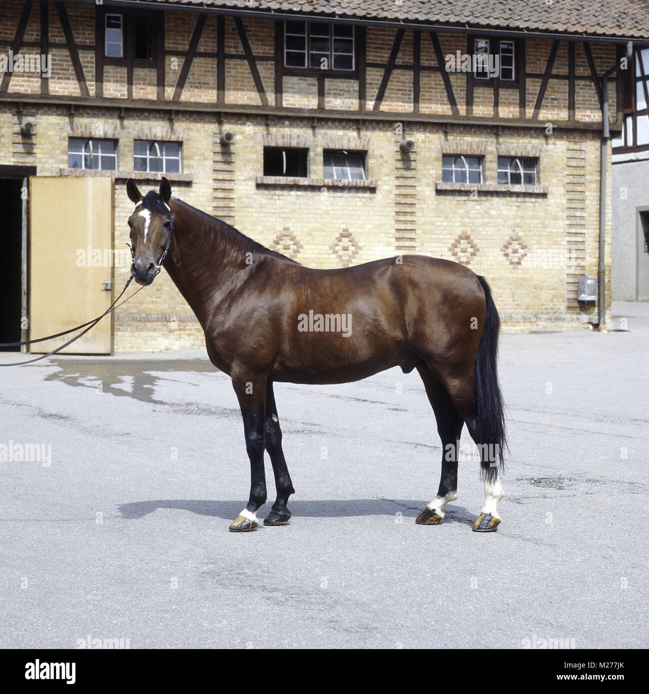 Kalman, wurttemberger stallion at marbach stud germany Stock Photo - Alamy