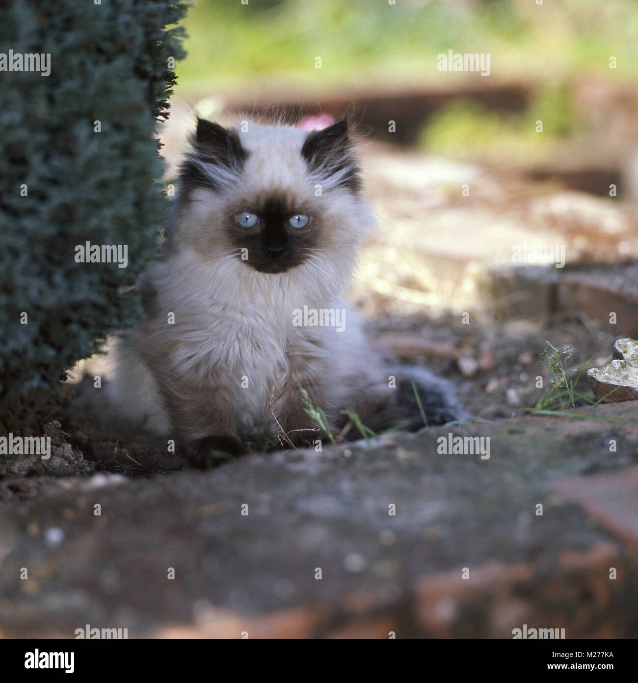 cute colourpoint kitten, seal point, (Aka: Persian or Himalayan Stock ...